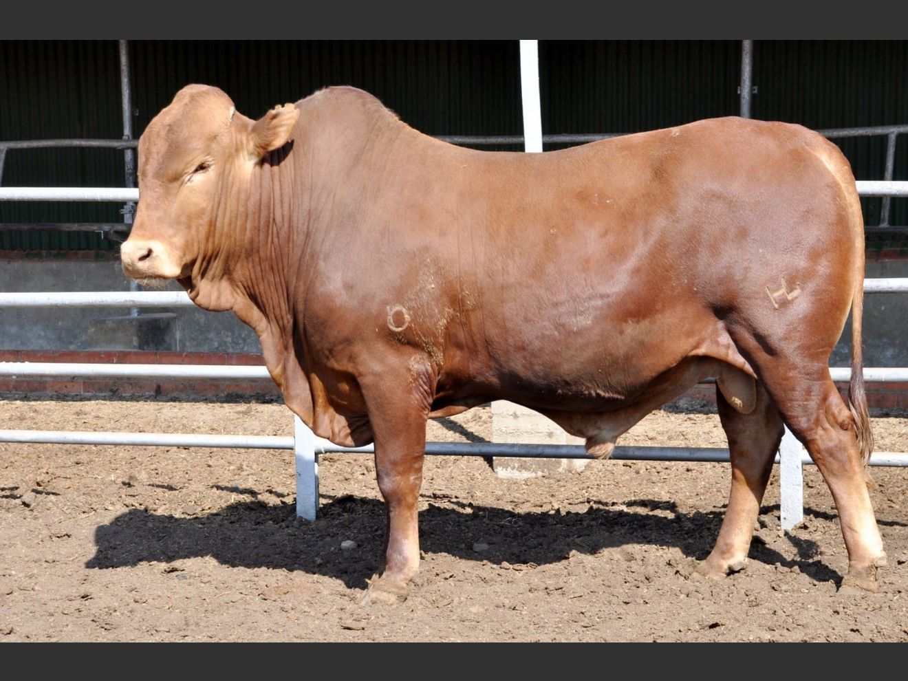 Lot 11 | AFRIKANER NASIONALE VEILING | SwiftVEE | Livestock & Cattle ...