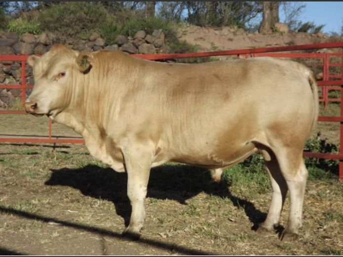 Lot 27 | ALPHA & OMEGA TULI STUD PRODUCTION SALE | SwiftVEE | Livestock ...