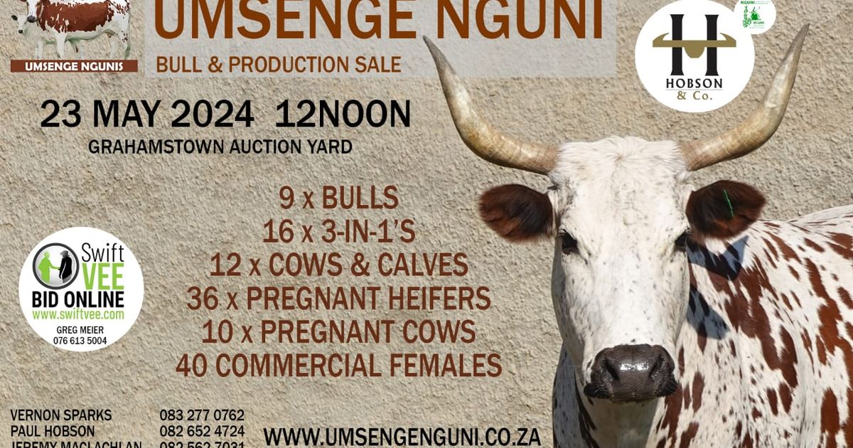 UMSENGE NGUNI'S 24TH BULL & PRODUCTION SALE | SwiftVEE | Livestock ...