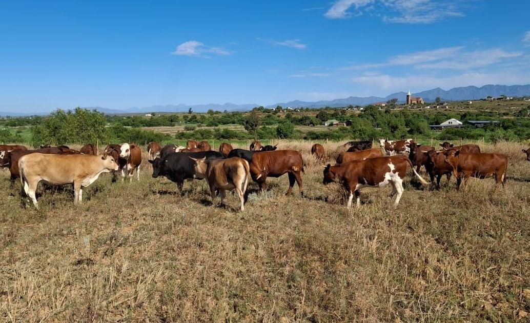 Lot W8 | REUSE SLAGVEE EN PRODUKSIEVEILING VAN SAAG JONKER GROEP ...