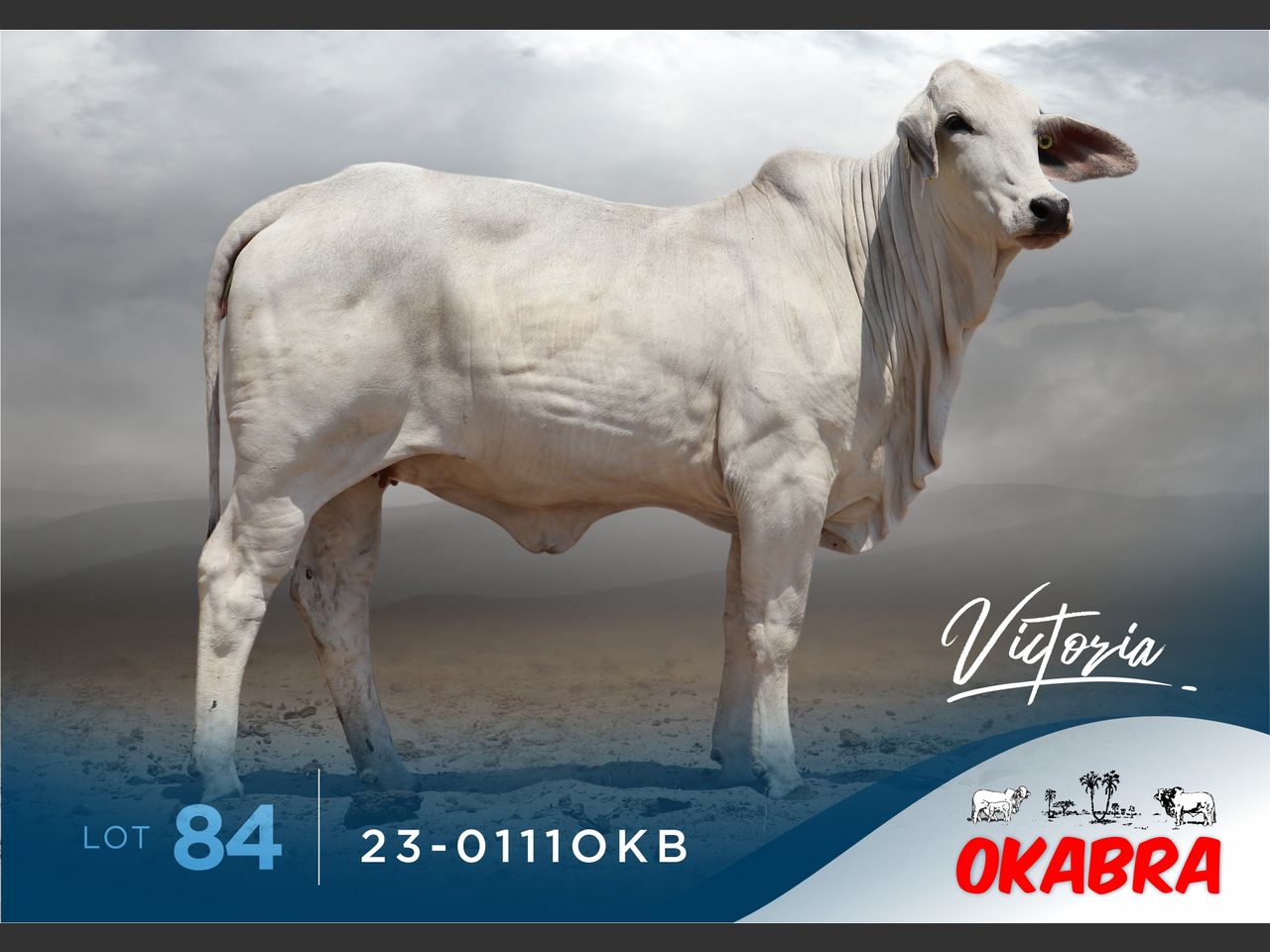 Lot 84 | OKABRA SIGNATURE SALE | SwiftVEE | Livestock & Cattle Webcast ...
