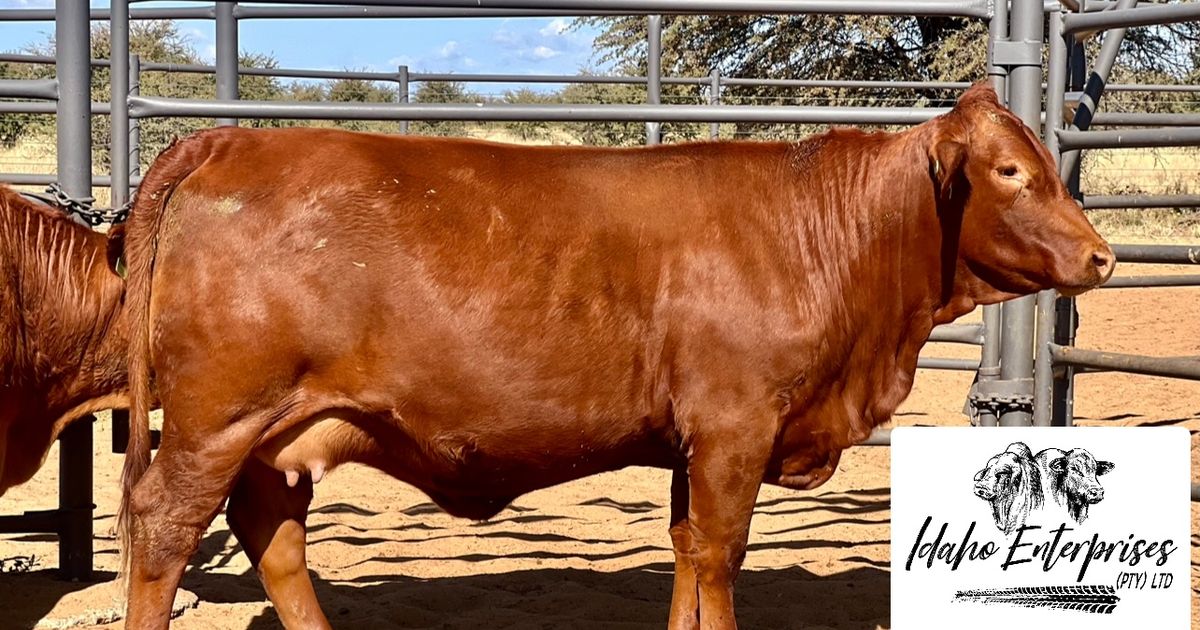 Lot 69 | NASIONALE BEEFMASTER VEILING | SwiftVEE | South Africa’s ...