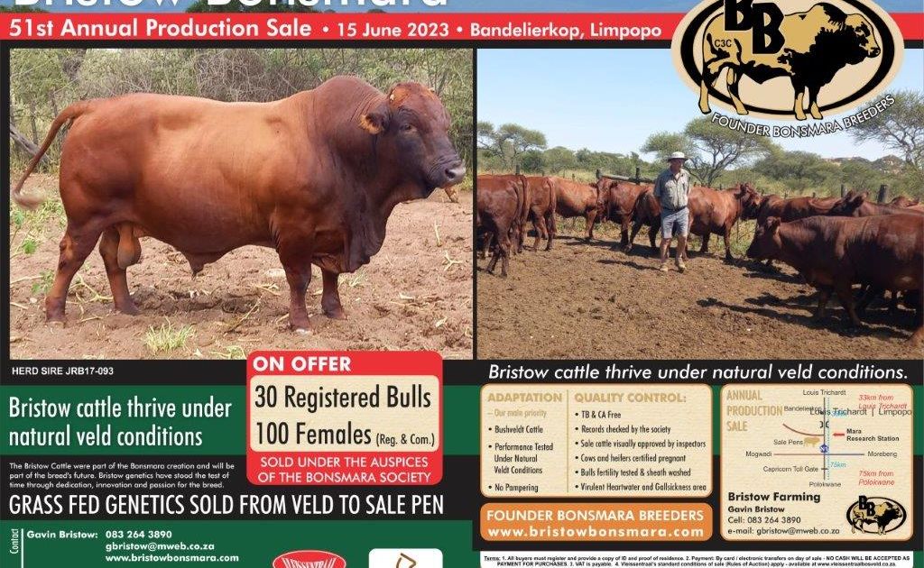 BRISTOW BONSMARA 51ST ANNUAL PRODUCTION SALE | SwiftVEE | South Africa ...