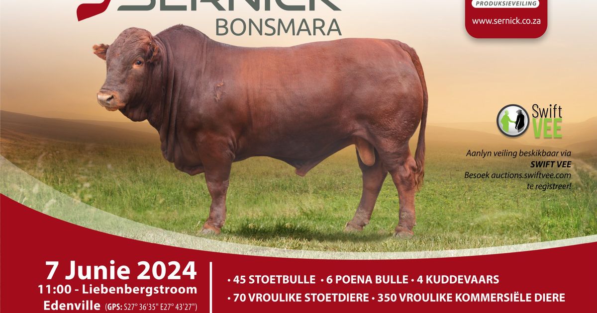 SERNICK BONSMARA 46STE PRODUKSIEVEILING | SwiftVEE | Livestock & Cattle ...