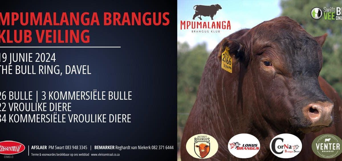 MPUMALANGA BRANGUS KLUB VEILING | SwiftVEE | South Africa’s Leading ...