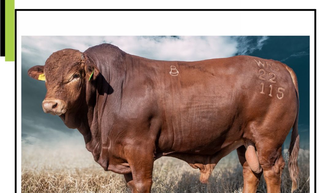 Lot 19 | WAGNOU BEEFMASTER STUD AUCTION | SwiftVEE | Livestock & Cattle Webcast Auctions