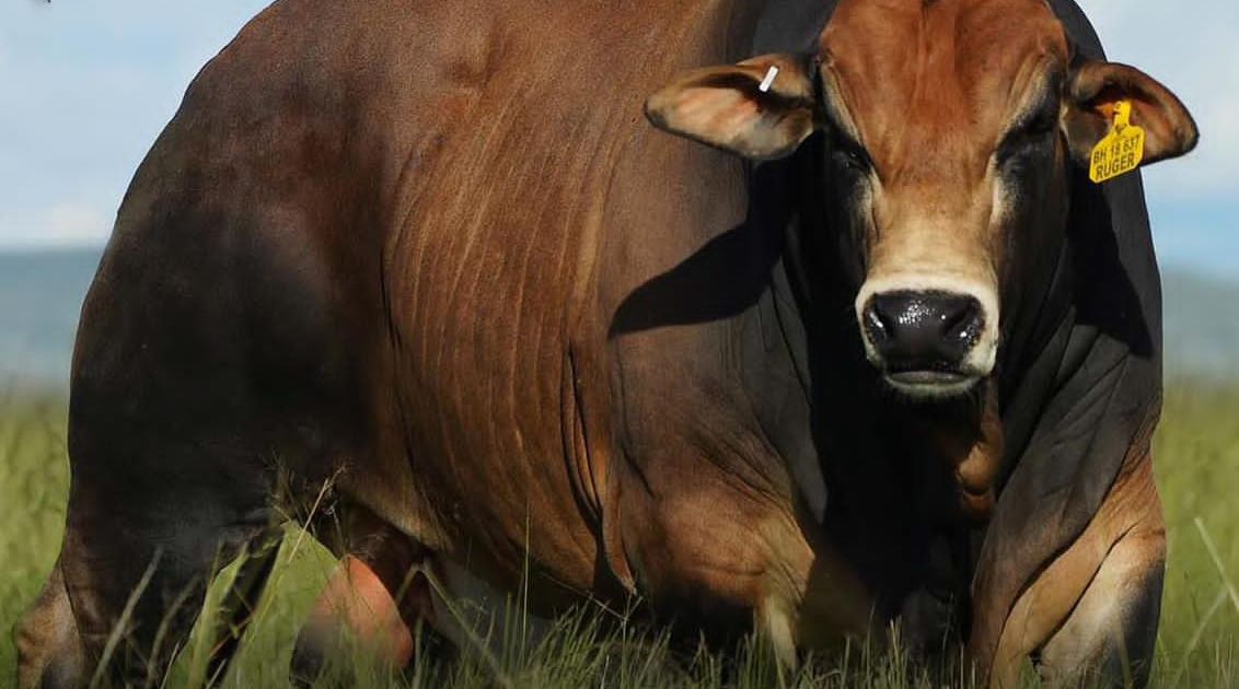 HURWITZ FARMING 9TH BORAN PRODUCTION AUCTION | SwiftVEE | South Africa ...