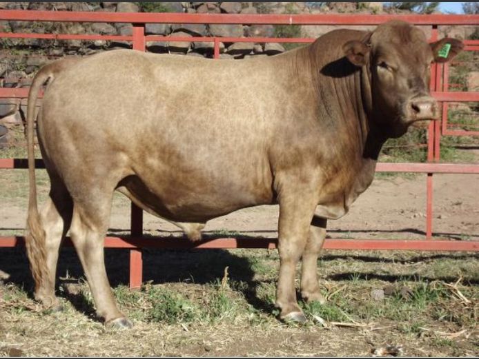 Lot 2 | ALPHA & OMEGA TULI STUD PRODUCTION SALE | SwiftVEE | Livestock ...