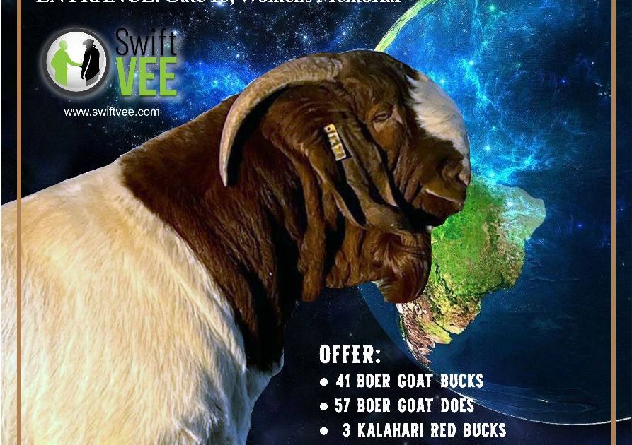 BOER GOAT WORLD SHOW AUCTION | SwiftVEE | Livestock & Cattle Webcast Auctions