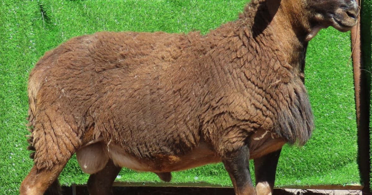 Lot 71 | SENTRAAL KAROO MEATMASTER GROEP JONG OOI VEILING | SwiftVEE ...