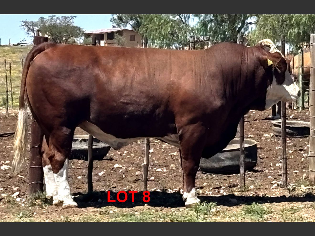 Lot 8 | CENTRAL SELECT BULL AUCTION - NAMIBIA'S BEST SELECTED BULLS ...
