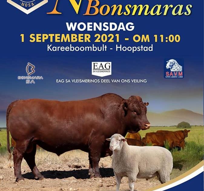NOSA BONSMARAS & EAG VLEISMERINO PRODUCTION AUCTION | SwiftVEE | South ...