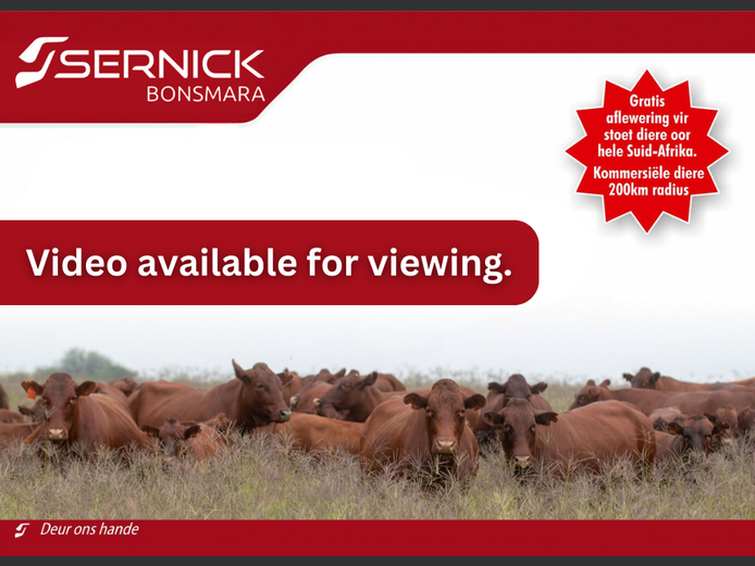 Lot 43 | SERNICK BONSMARA AANTEELVEILING | SwiftVEE | Livestock ...