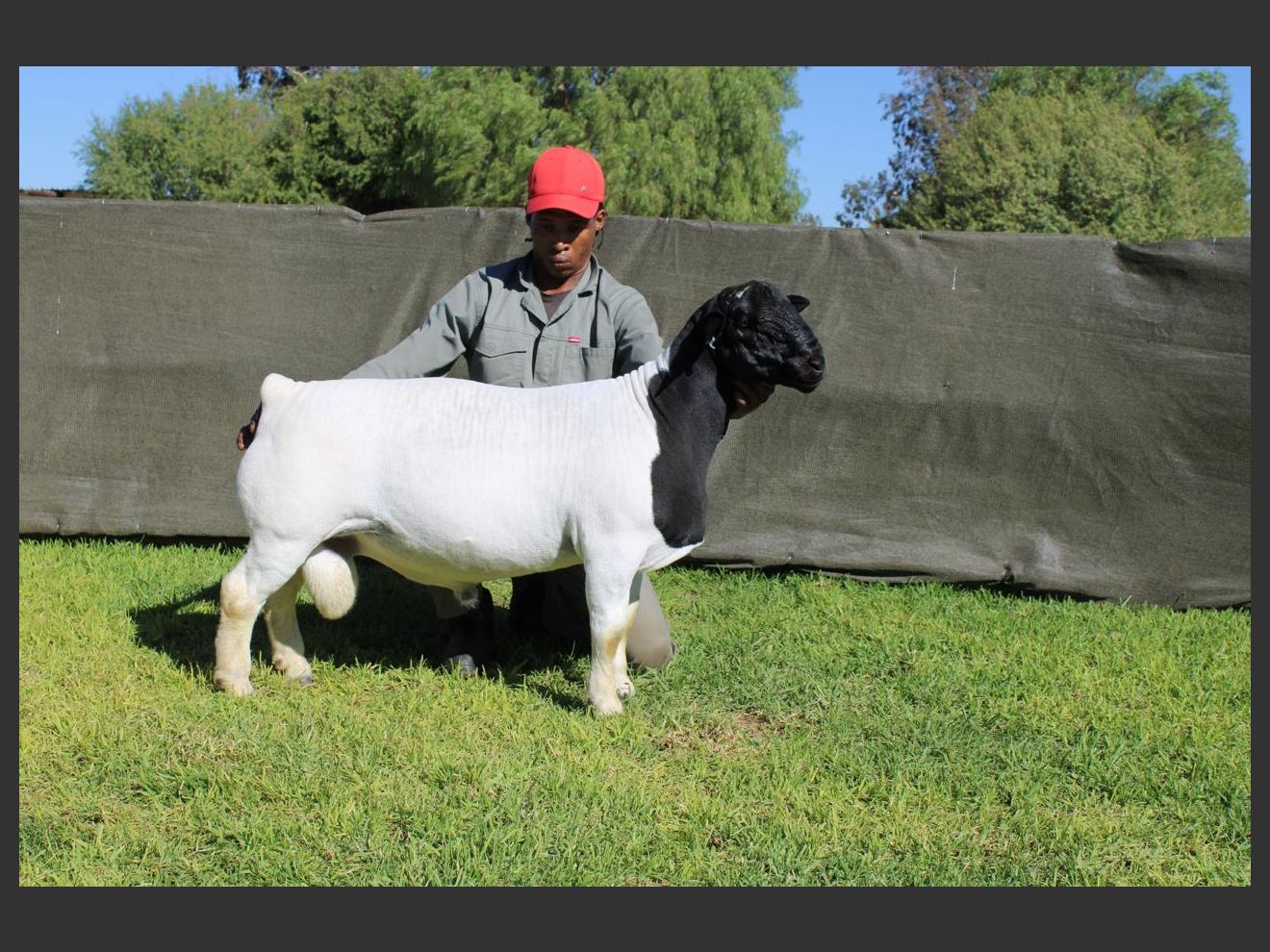 Lot 10 | ATKA 9DE KIMBERLEY DORPER VEILING | SwiftVEE | Livestock ...