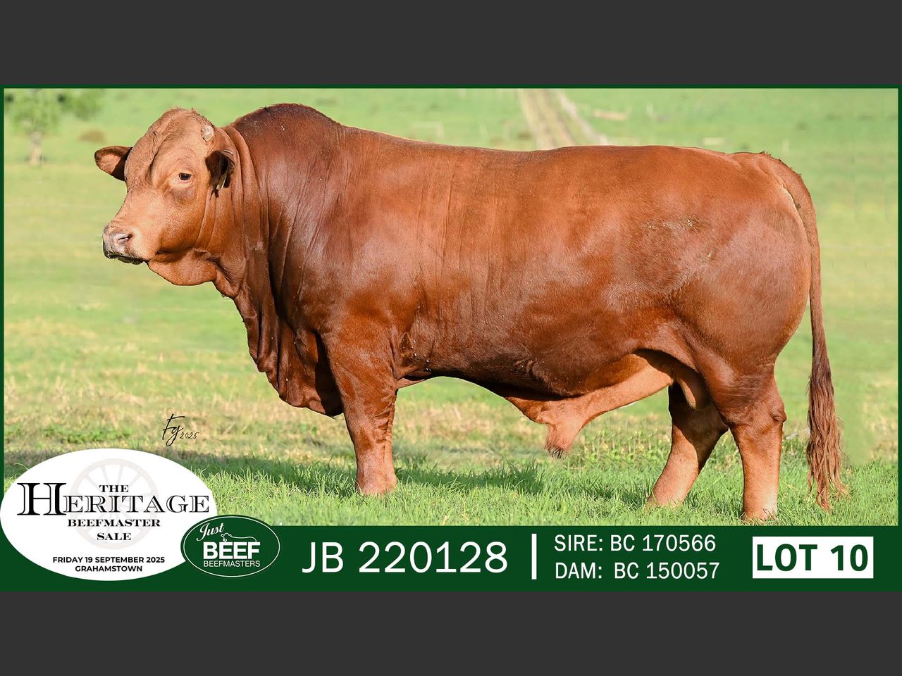 Lot BM10 | THE HERITAGE BEEFMASTER SALE | SwiftVEE | South Africa’s ...