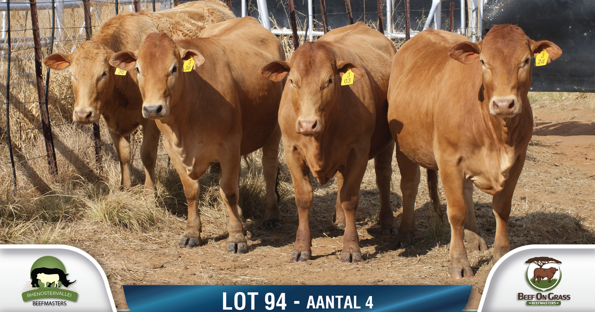 Lot 94 | RHENOSTERVALLEI & BEEF ON GRASS BEEFMASTERS 11DE ...
