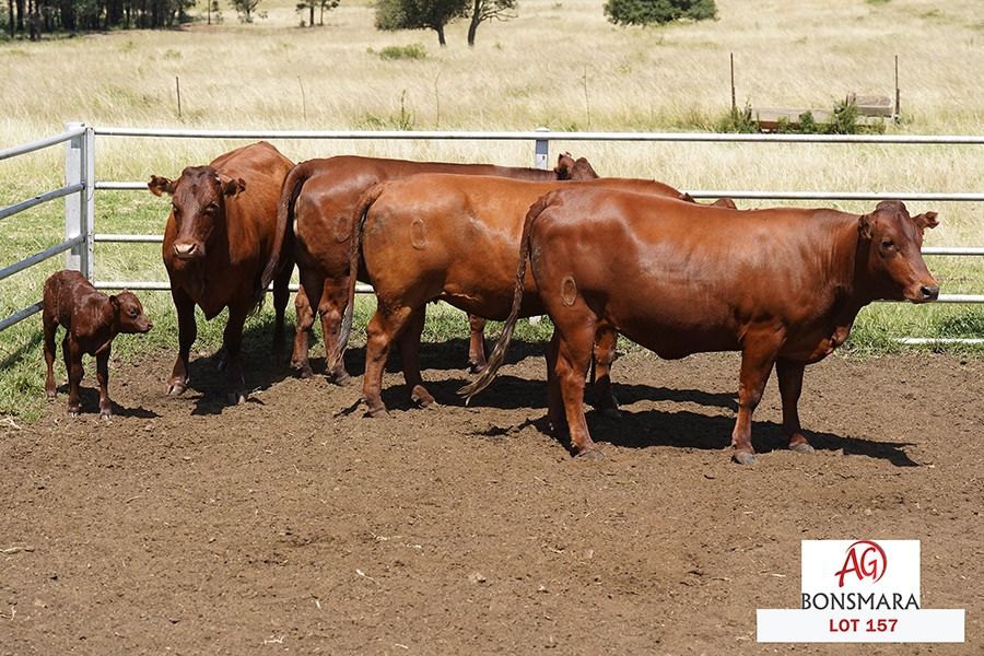 Lot 157 | AG BONSMARA 32STE PRODUKSIEVEILING | SwiftVEE | Livestock ...
