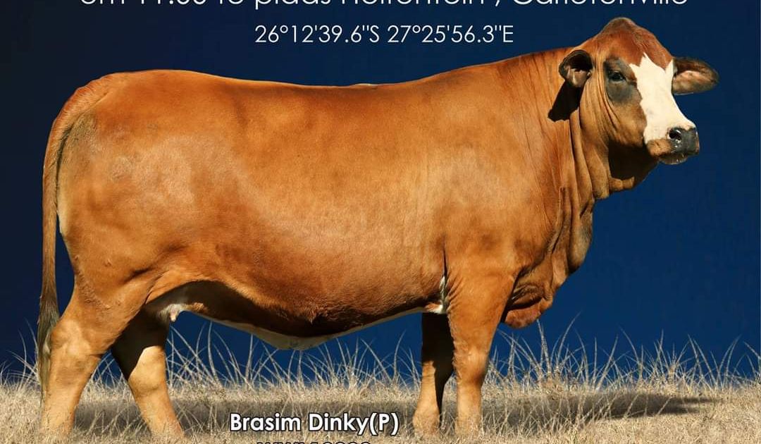 TRIFECTA SIMBRA PRODUKSIEVEILING | SwiftVEE | Livestock & Cattle ...