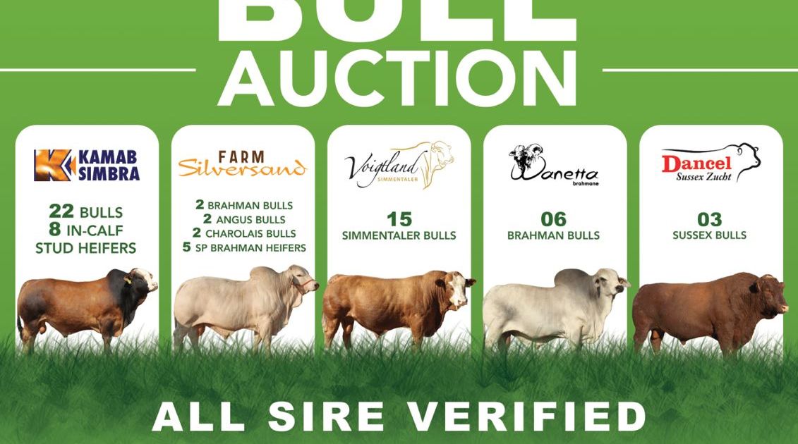 CENTRAL SELECT BULL AUCTION | SwiftVEE | Livestock & Cattle Webcast Auctions
