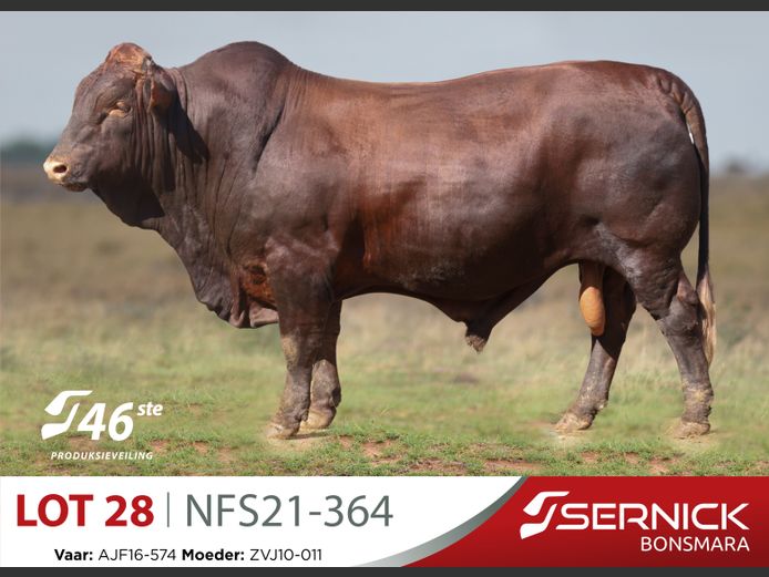 Lot 28 | SERNICK BONSMARA 46STE PRODUKSIEVEILING | SwiftVEE | Livestock ...