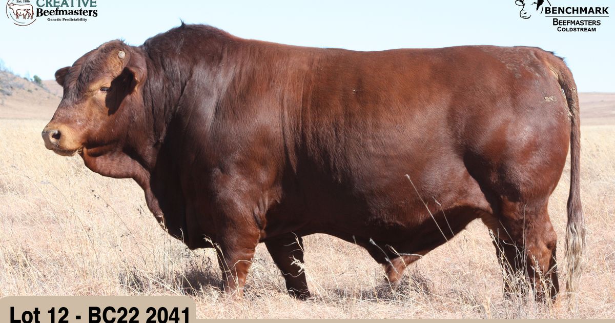 Lot 12 | BENCHMARK & CREATIVE BEEFMASTERS AUCTION | SwiftVEE | South ...