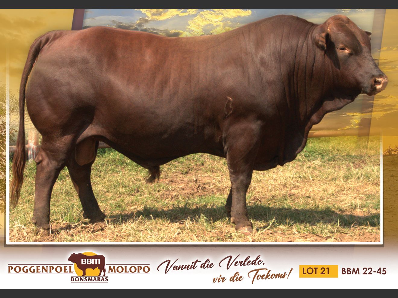 Lot 21 | POGGENPOEL MOLOPO BONSMARAS 20STE PRODUKSIEVEILING | SwiftVEE ...