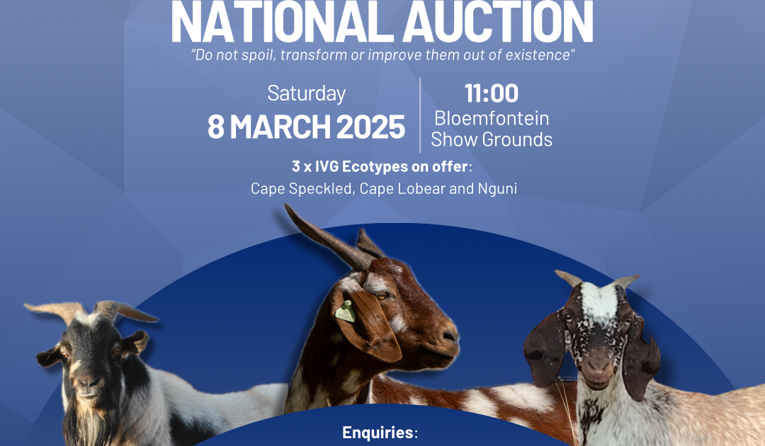 IVG NATIONAL AUCTION | SwiftVEE | Livestock & Cattle Webcast Auctions