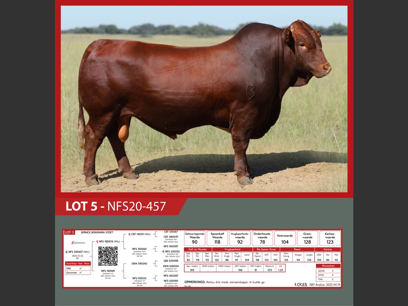 Lot 5 | SERNICK BONSMARA 45STE PRODUKSIEVEILING | SwiftVEE | Livestock ...
