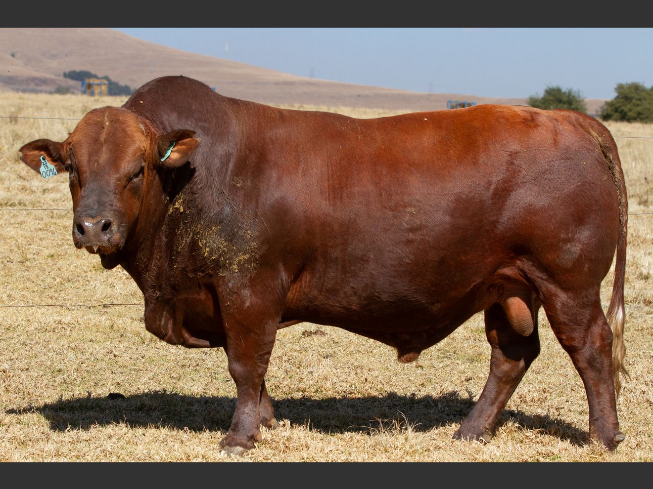 Lot 25 | FS BULL 51ST ANNUAL SALE | SwiftVEE | Livestock & Cattle ...