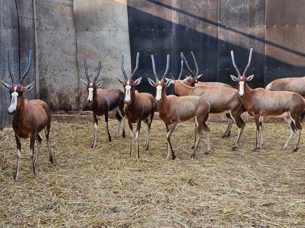 Lot RA | NYLSVLEI GAME TRADERS WILDSVEILING | SwiftVEE | Livestock ...