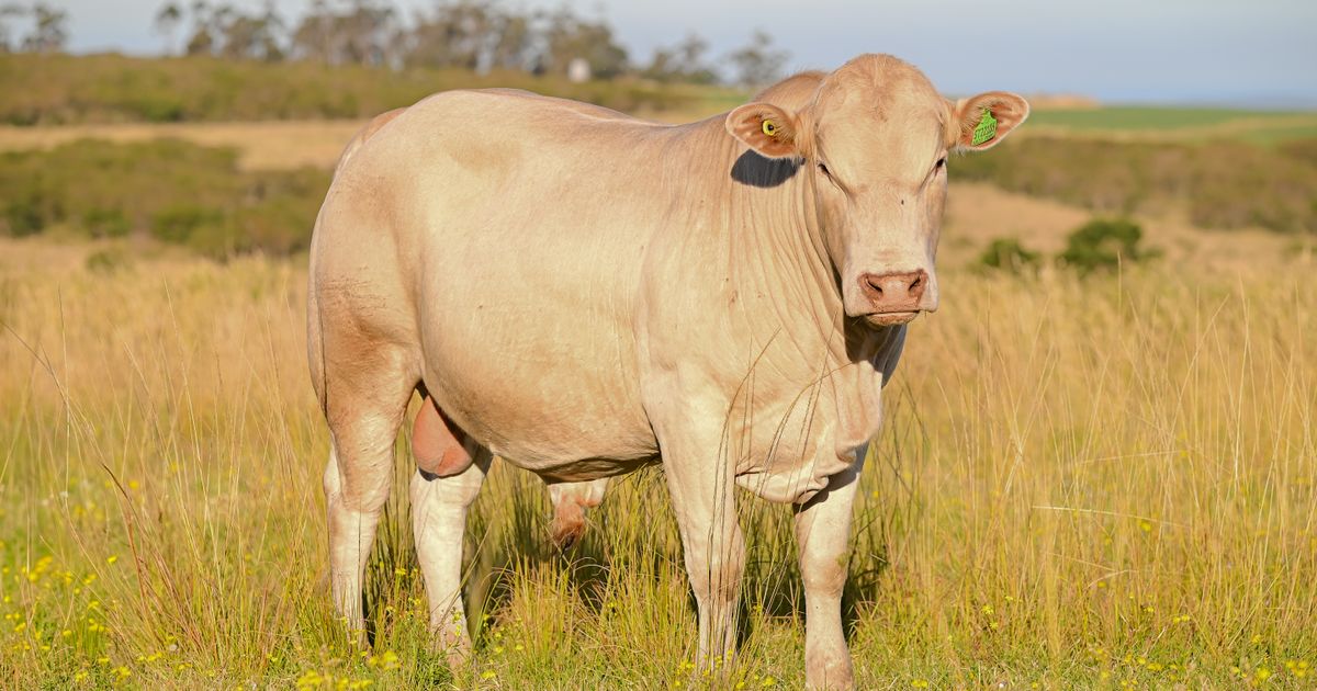 Lot 5 | SHASHI TULI STUD 3RD ANNUAL PRODUCTION SALE | SwiftVEE | South ...