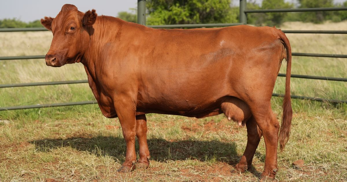 Lot 28B | THUSO BONSMARAS TOTALE UITVERKOPING | SwiftVEE | Livestock ...