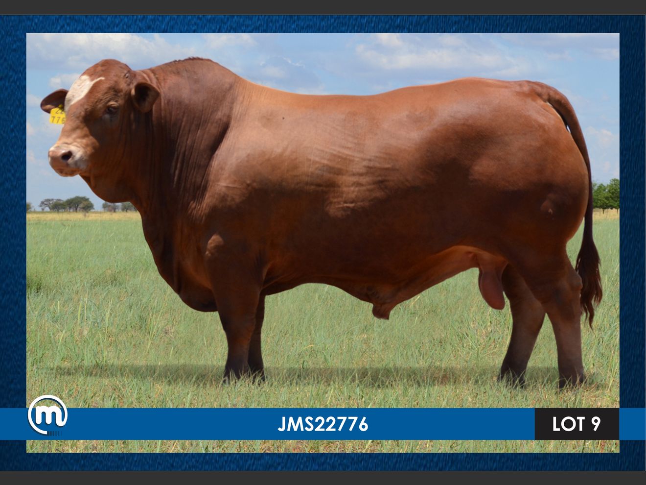 Lot 9 | MALEMBA BOERDERY 30STE PRODUKSIEVEILING | SwiftVEE | Livestock ...