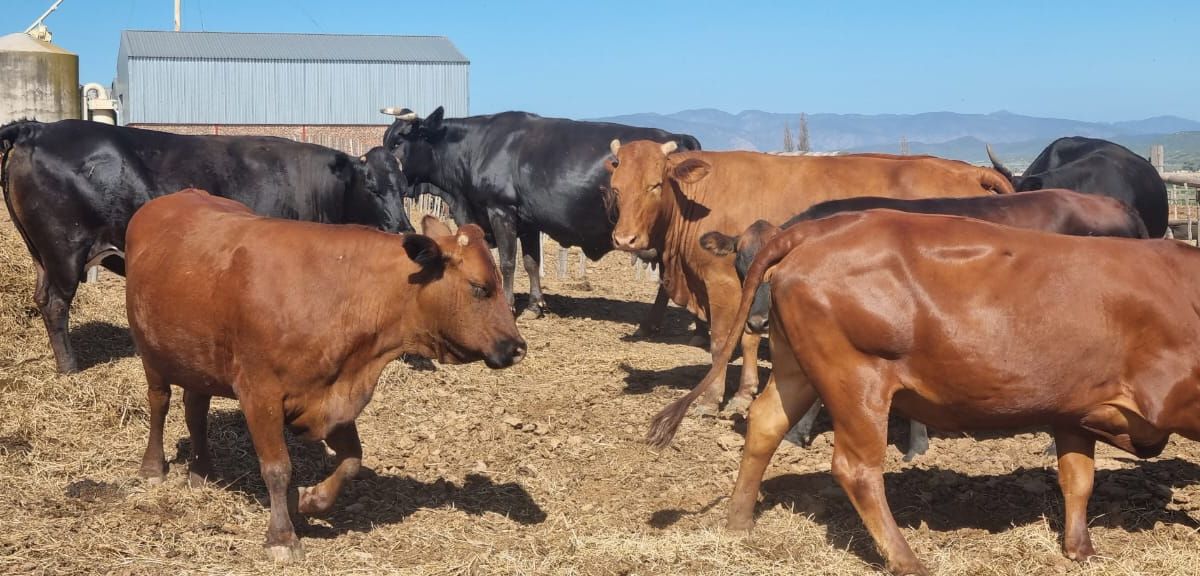 Lot P3 | REUSE SLAGVEE EN PRODUKSIEVEILING VAN SAAG JONKER GROEP ...