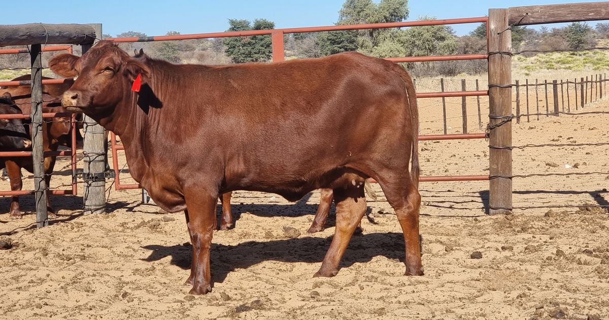 Lot 25 | SCHOLTZ BRANGUS STOET 2DE PRODUKSIEVEILING | SwiftVEE | South ...