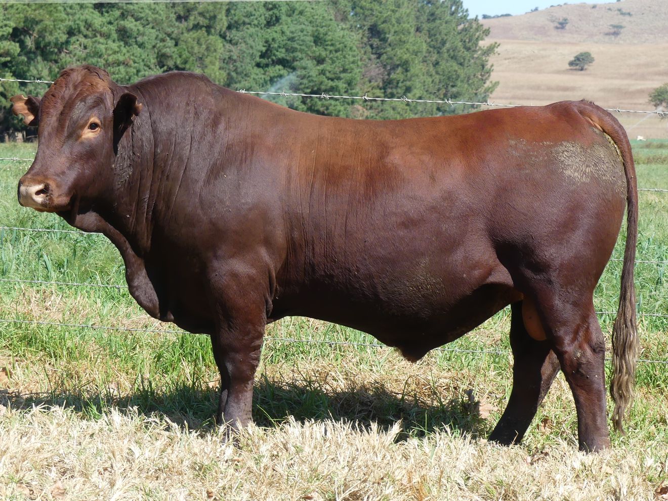 Lot 71 | UP GEORGE BONSMARAS 26TH PRODUCTION SALE | SwiftVEE ...