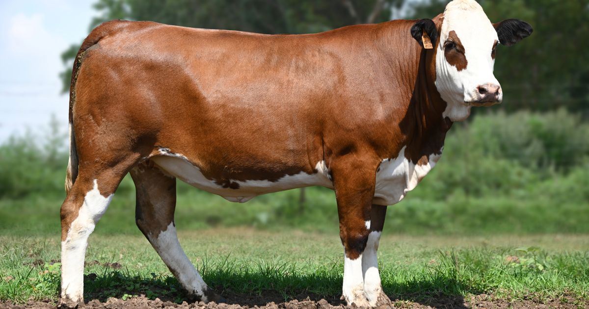 Lot 66B | LEKATU SIMBRA & SIMMENTALER ALGEHELE UITVERKOPING | SwiftVEE ...