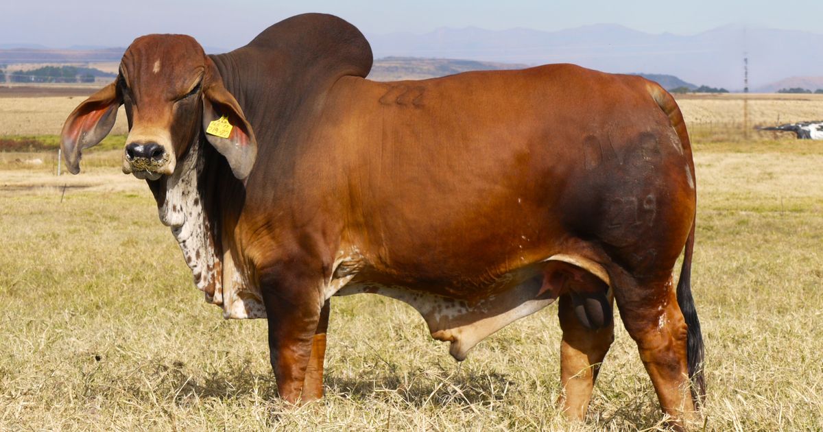 Lot 13 | DAMVIEW BRAHMANS BULL 21ST PRODUCTION SALE | SwiftVEE | South ...