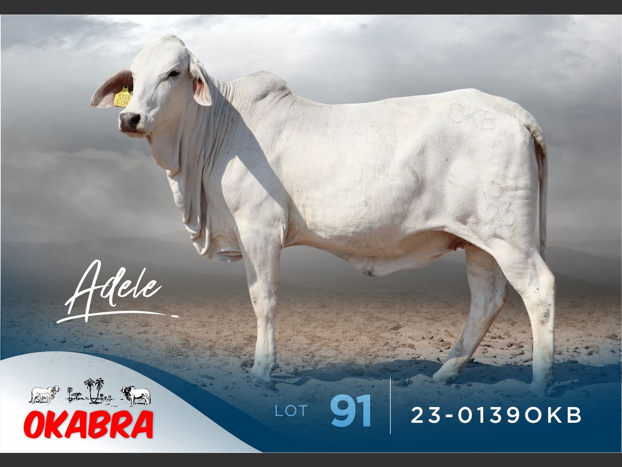 Lot 91 | OKABRA SIGNATURE SALE | SwiftVEE | Livestock & Cattle Webcast ...