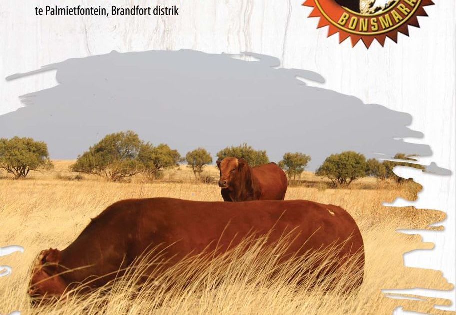 PALMIETFONTEIN BONSMARAS AUCTION | SwiftVEE | South Africa’s Leading ...