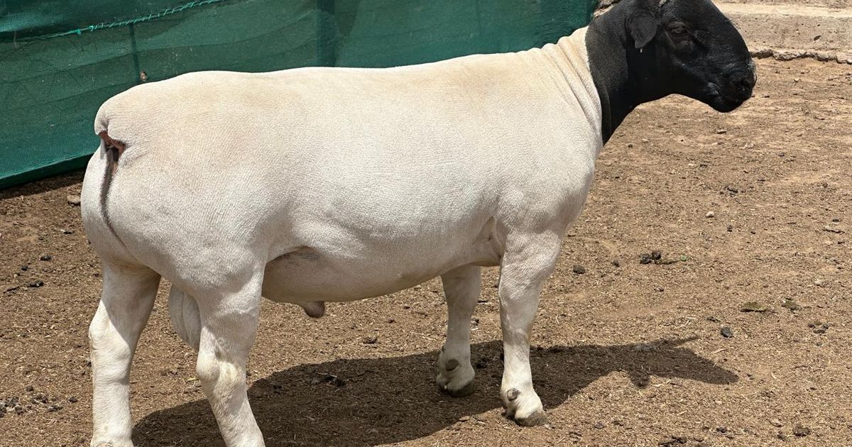 Lot 165 | INTERNASIONALE DORPER & WIT DORPER VEILING - RAM | SwiftVEE ...