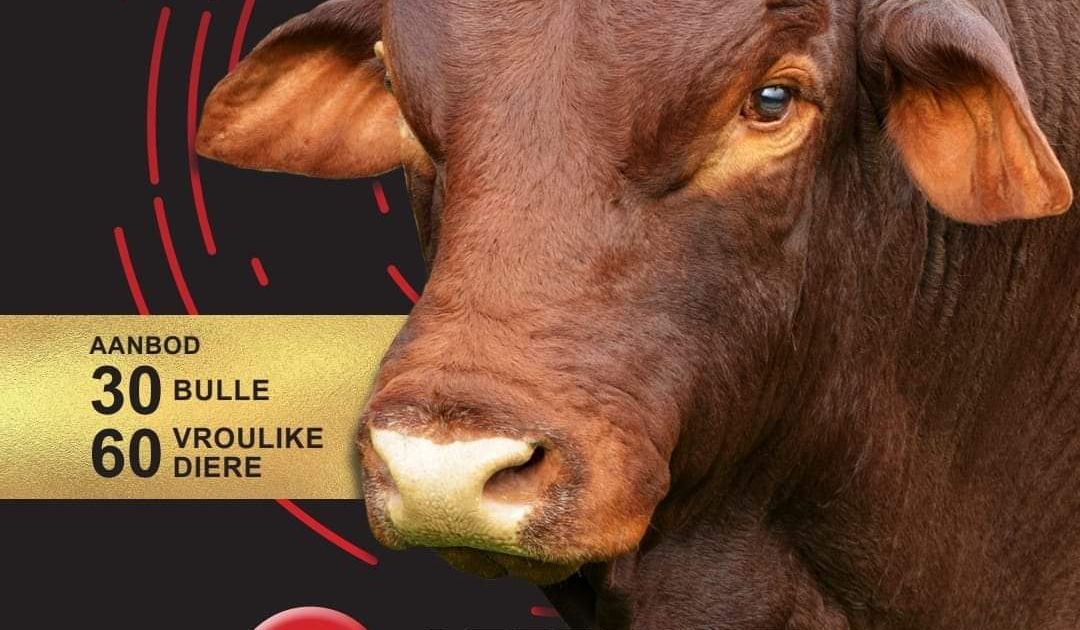 NASIONALE BEEFMASTER VEILING | SwiftVEE | South Africa’s Leading Online ...