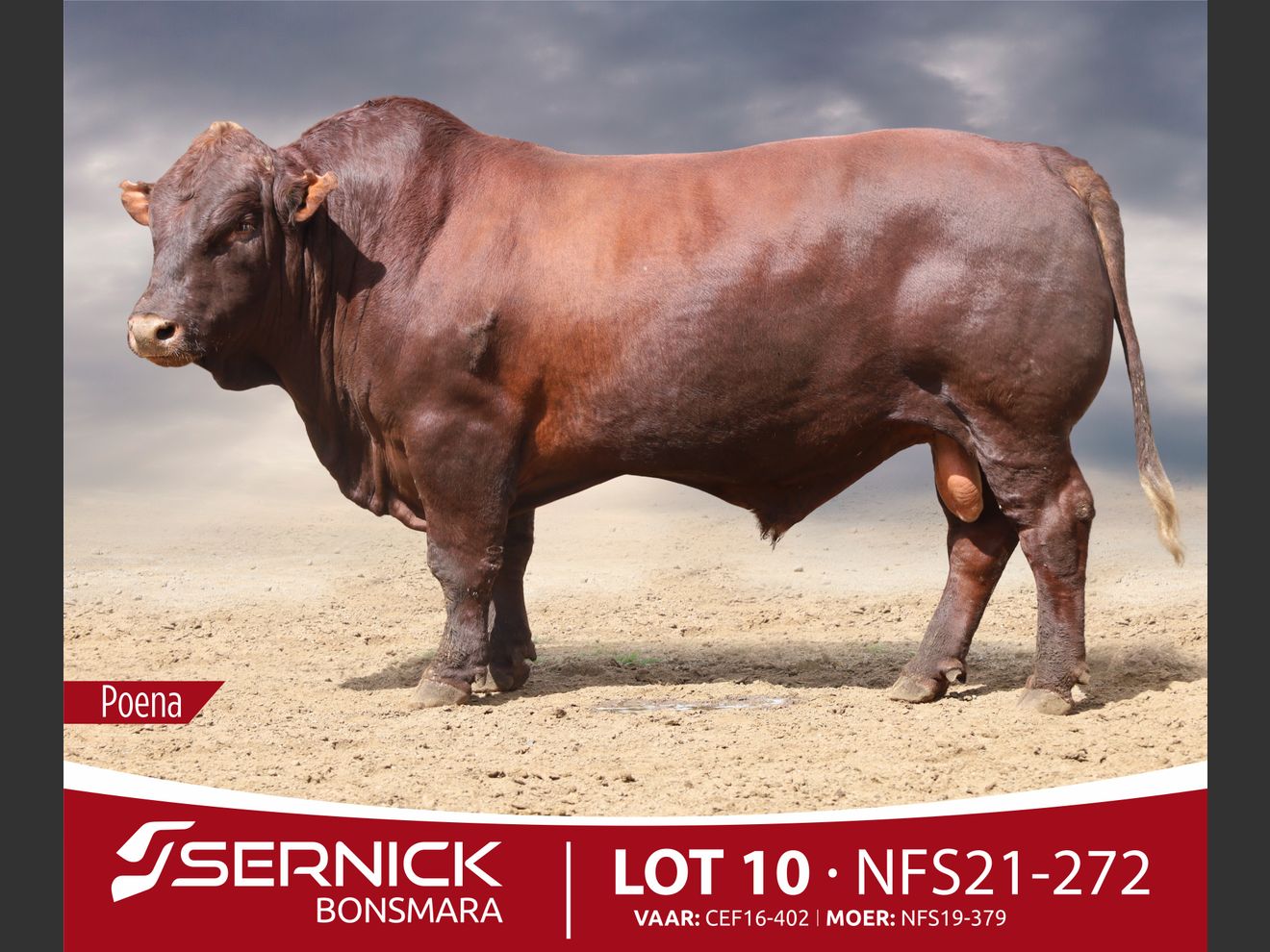 Lot 10 | SERNICK BONSMARA 47STE PRODUKSIEVEILING | SwiftVEE | Livestock ...