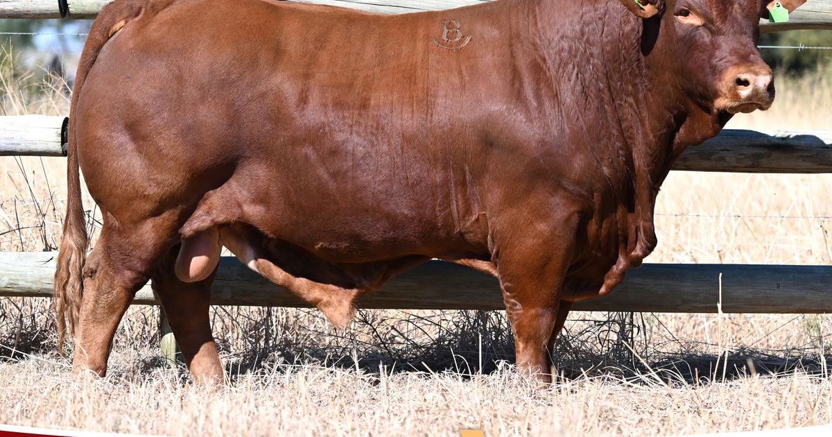 Lot 16 | SCHYFF BEEFMASTERS 11DE PRODUKSIEVEILING | SwiftVEE | South ...