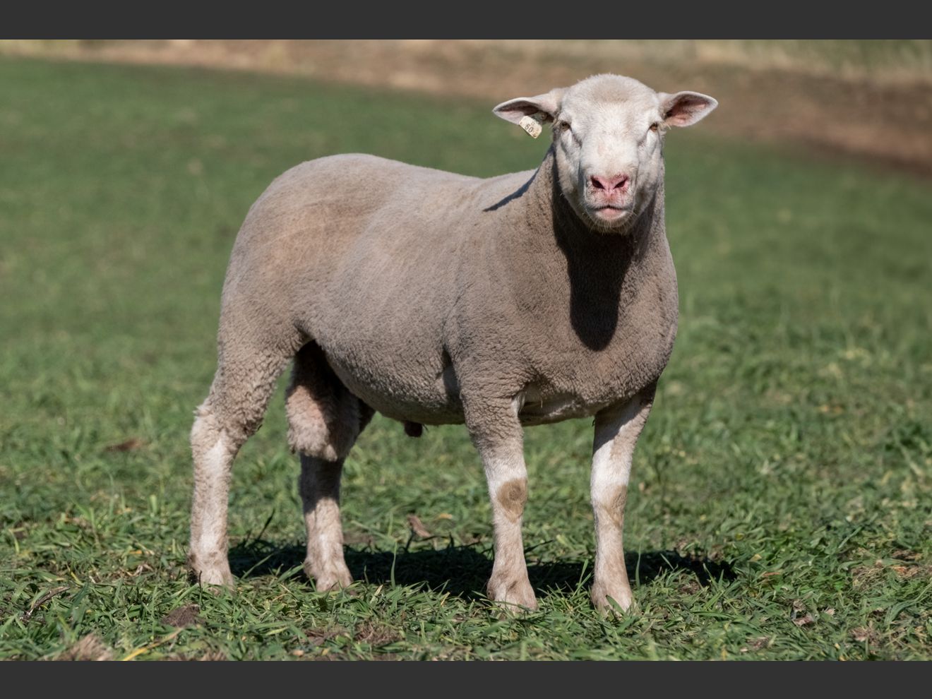 Lot 71 | AVOCA SUSSEX AND DORMER PRODUCTION SALE | SwiftVEE | Livestock ...