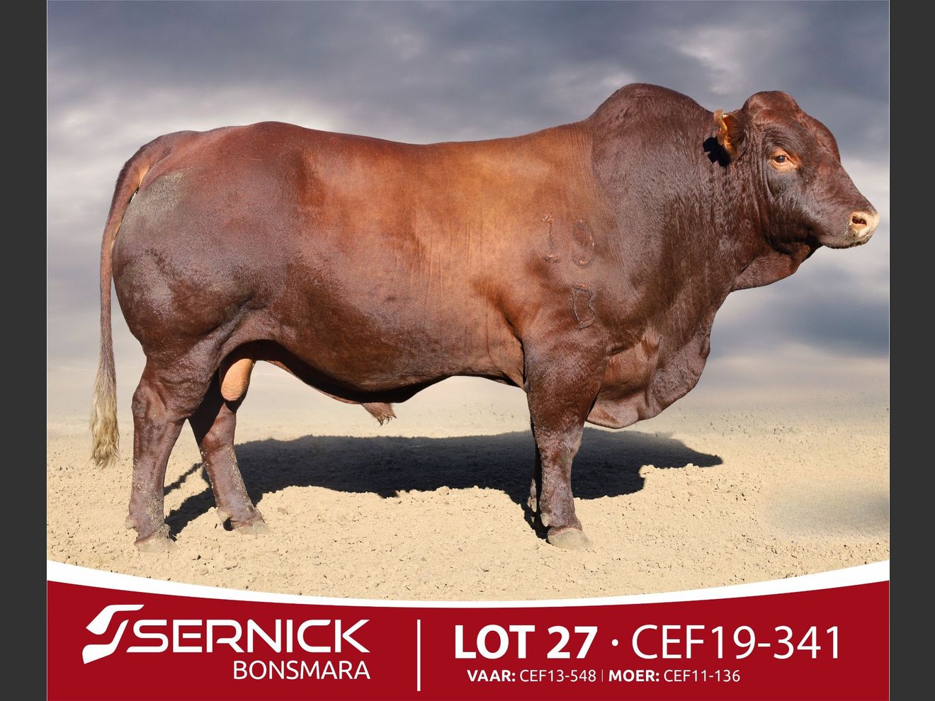 Lot 27 | SERNICK BONSMARA 47STE PRODUKSIEVEILING | SwiftVEE | Livestock ...