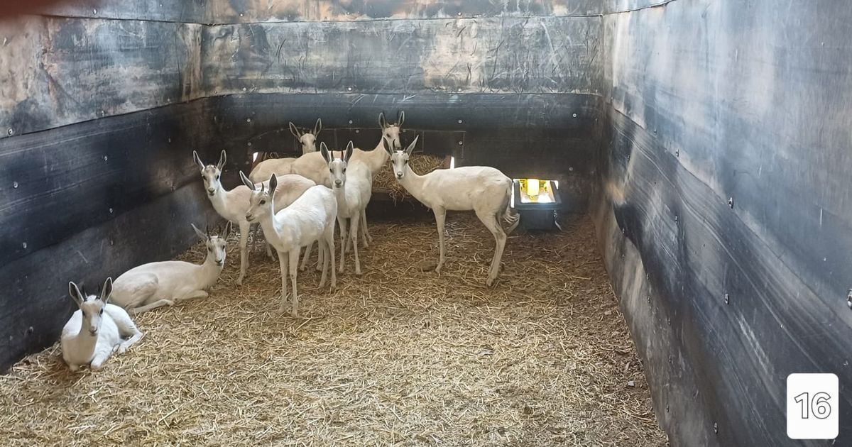 Lot 16 | AL BADENHORST BOERDERY EN GASVERKOPERS ELITE WILDVEILING ...
