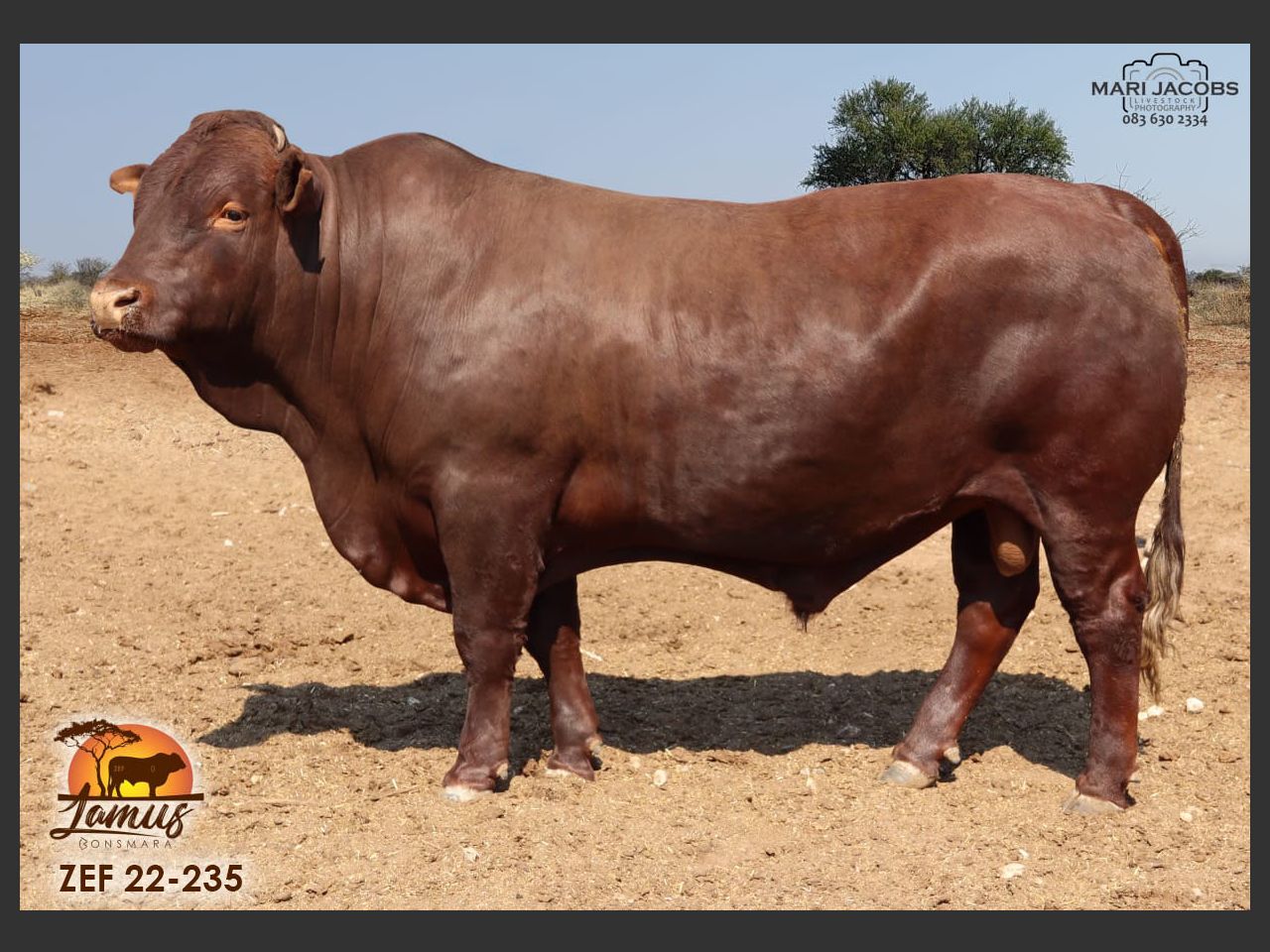 Lot 2 | LAMUS BONSMARA 6TH PRODUCTION SALE | SwiftVEE | South Africa’s ...