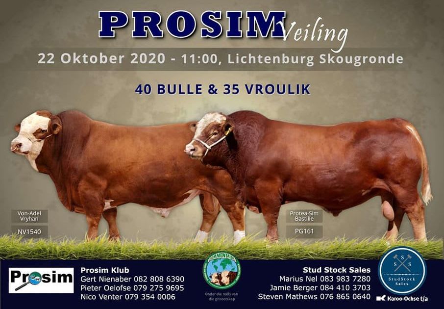 PROSIM SIMMENTALER VEILING | SwiftVEE | South Africa’s Leading Online ...