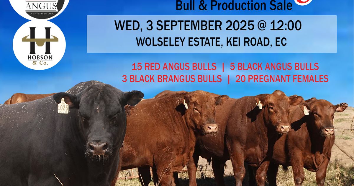 DONALD KNOTT ANGUS BULL & PRODUCTION SALE | SwiftVEE | South Africa’s ...